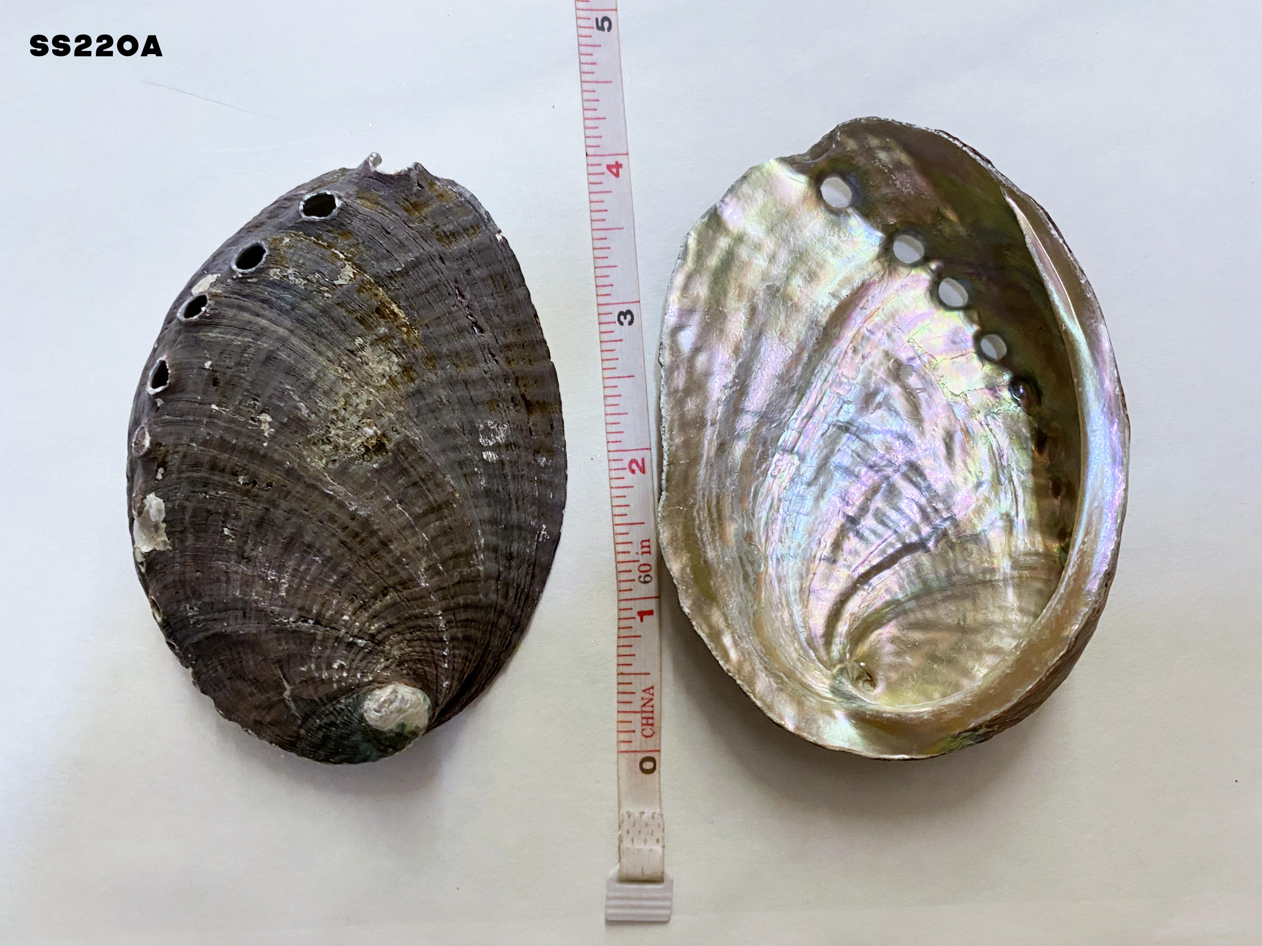 Local Abalone Shell - 4+ inch - 10.1-12 cm - (Packed 50 per case) - Ch ...