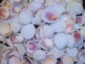 1 KG - Pacific Yellow Cockle Shells - 1 to 2 inch - Trachycardium Flav ...