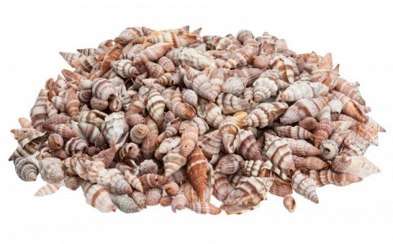 1 KG - Mitra Rugosa - Vexillum Rugosum Mitra Seashell - 1 inch - Phili ...