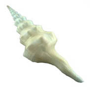 White Fusinus Undatus - 6 - 8 inch – Tropitek-Wholesale