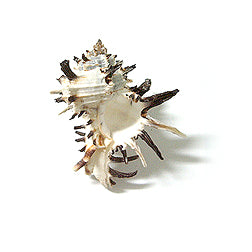 Murex Endivia - Long Spines - Specimen grade with Operculum - 4 to 5 i ...