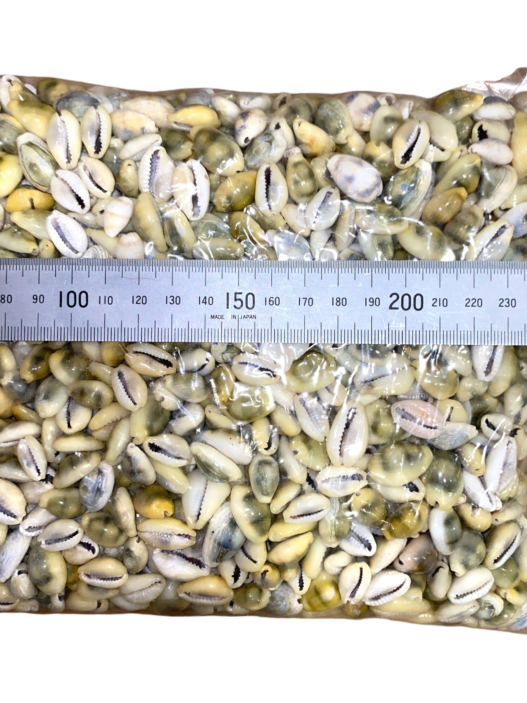 1 KG - Money Cowrie Cowry Sea Shell - Cypraea Moneta Cowries - 0.5 to ...