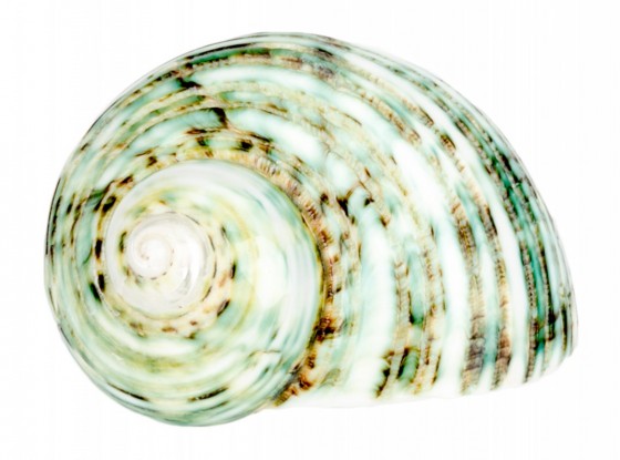 Polished Green Turbo - Turbo Argyrostoma Setosus - 2 inches – Tropitek ...