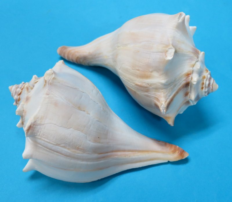 Left Hand Whelk - Busycon Perversum - 3 - 4 inches - Mexico – Tropitek ...