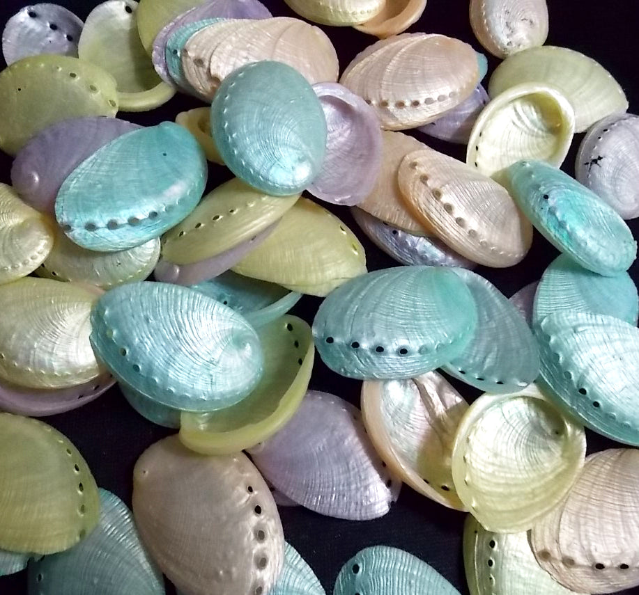 Baby Abalone - Haliotis Glaba - .5 to 1 inch Assorted Colors – Tropitek ...