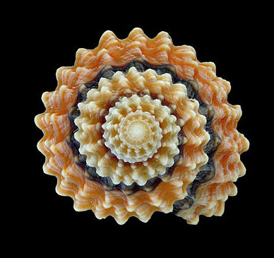 Periwinkle Shells - Beaded Prickly Winkle - Tectarius Coronatus - 0.75 ...