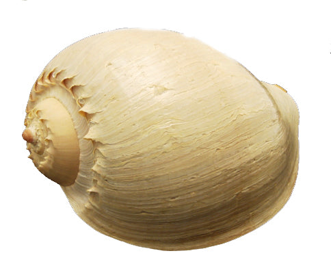 Polished Melon seashell - 6 to 8 inches from the Philippines – Tropitek ...