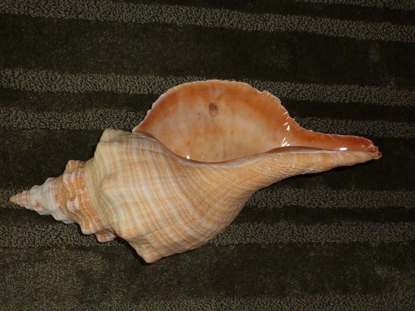 Mexican Horse Conch – Tropitek-Wholesale