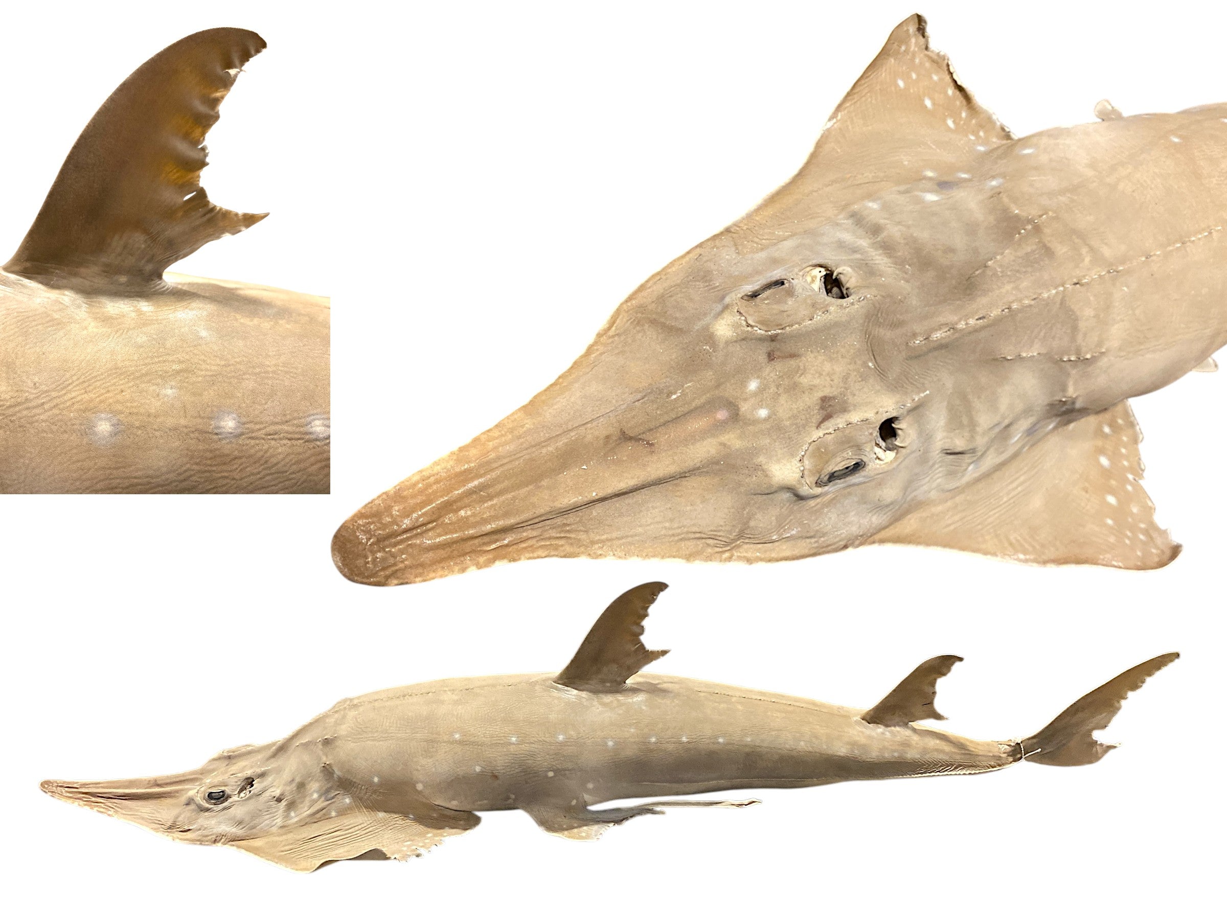 White Spotted Guitar Fish 42 to 44 inch - Philippines – Tropitek-Wholesale