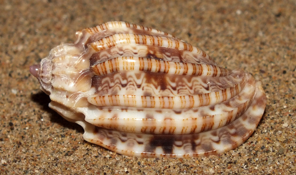 Harpa Amouretta - 1 - 1.75 inches - Philippines – Tropitek-Wholesale