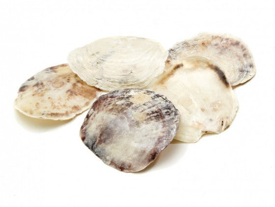 Polished Placuna Saddle Oysters - 5 inches – Tropitek-Wholesale