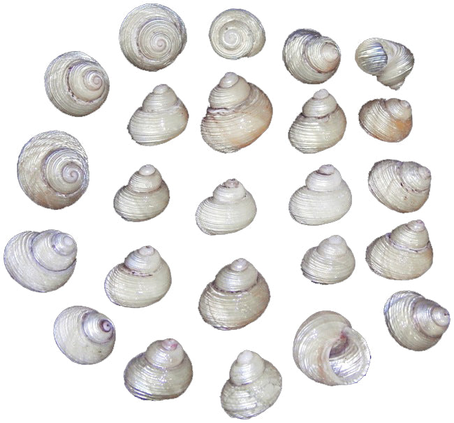 White Pearlized Grooved Turbo Shells - .75 to 1.25 inches - Philippine ...