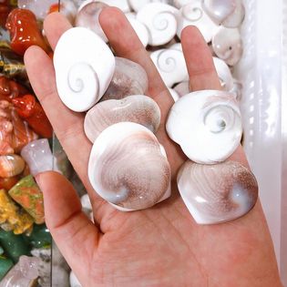 Shiva Eye Shell Hearts - 1.5 inch - Indonesia - NEW822 – Tropitek-Wholesale