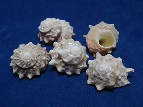 1 KG - Astrea Calcar Shells - 0.75 - 1 inch – Tropitek-Wholesale