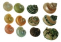 Turbo Shell Collection - 12 Assorted Turbo Shells – Tropitek-Wholesale