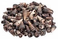 1 KG - Telescopium Shells – Tropitek-Wholesale