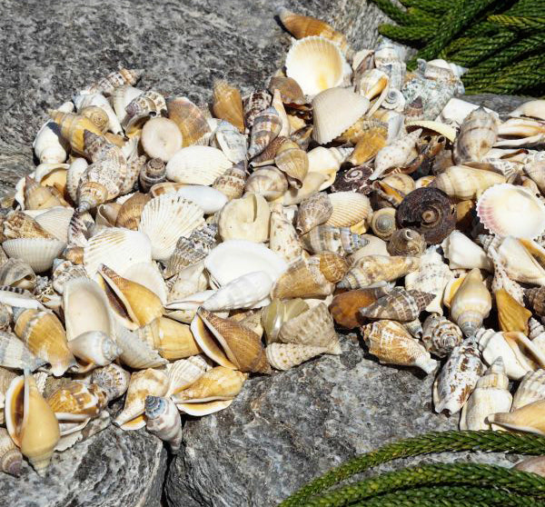 1 KG - Assorted Seashell Mix - 1 - 2 inches - Philippines – Tropitek ...