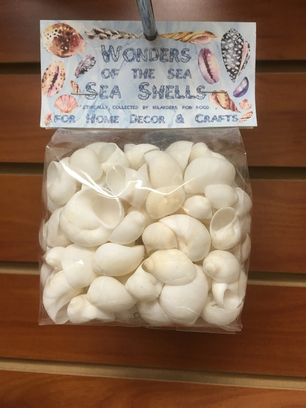 Wonders Of The Sea - White Moon Shells - 1 inch – Tropitek-Wholesale