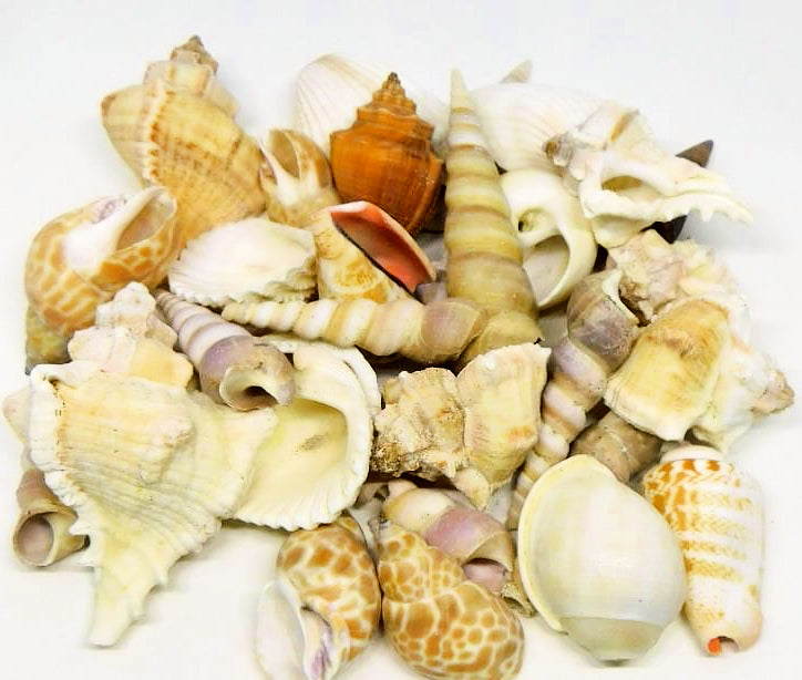 1 KG - Indian Mix Shells - 1 - 3 inches – Tropitek-Wholesale