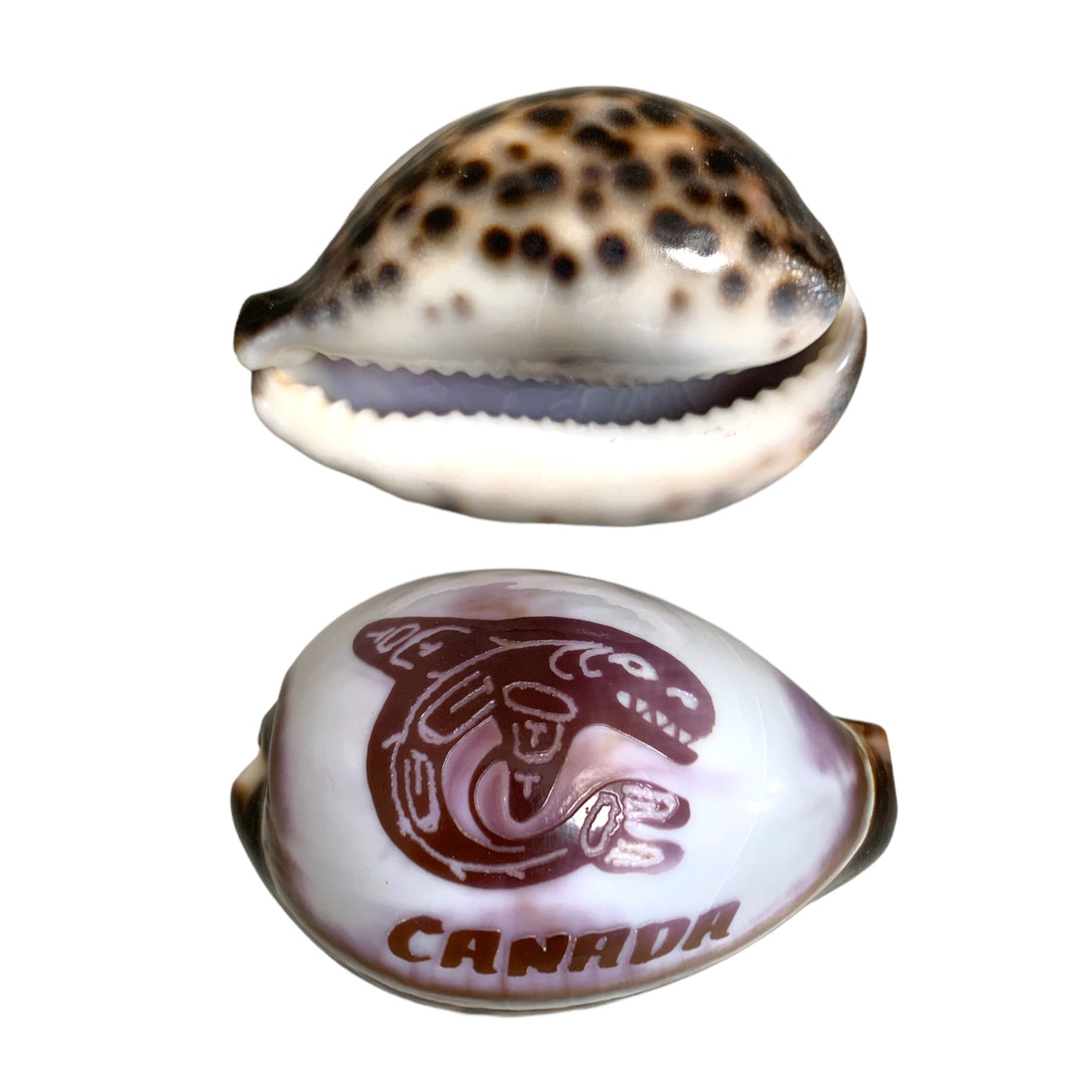 CANADA Cowrie Shell - Aboriginal Orca Art Design – Tropitek-Wholesale