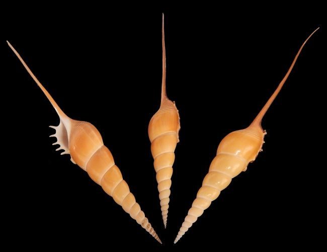 Tibia Fusus Shells - 6 inches – Tropitek-Wholesale