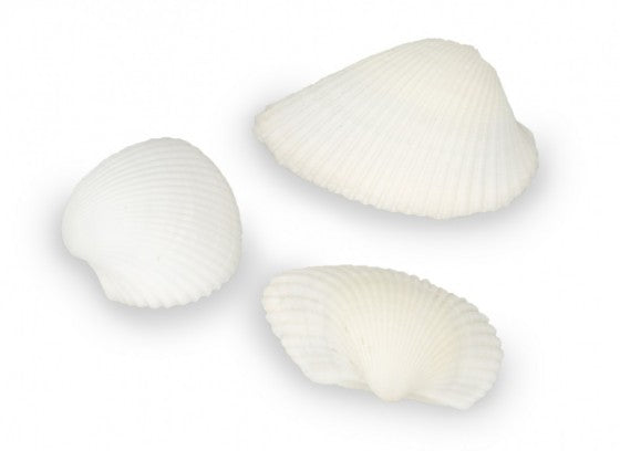 1 KG - Angel Clam - Litob Shells - 1.5 - 2.5 inches - Andara Granosa ...
